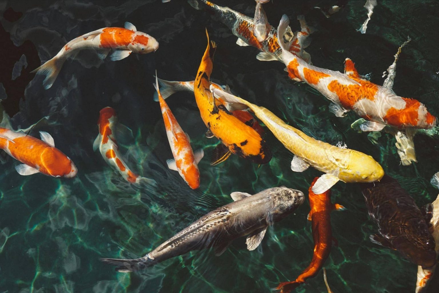 The Ultimate Guide to Koi Fish Care: Nurturing Serenity in Your Water ...